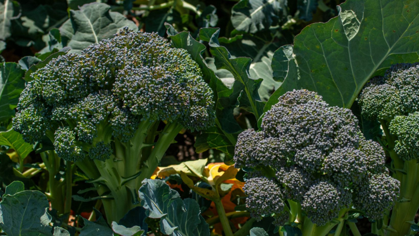 The Broccoli Chronicles – From Farm to Table | City Wide Produce